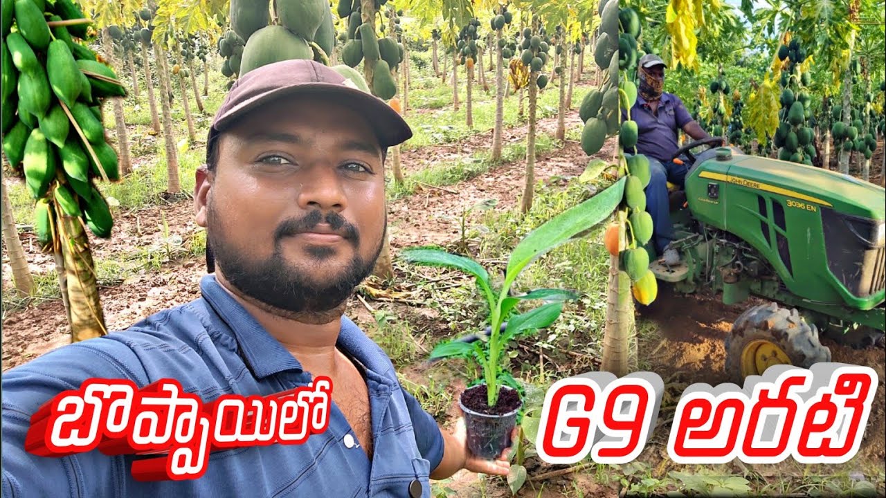 బొప్పాయిలో టీష్యూ G9 అరటి మొక్కలు పెట్టాము #G9intercropinpappay ||AGRI ...