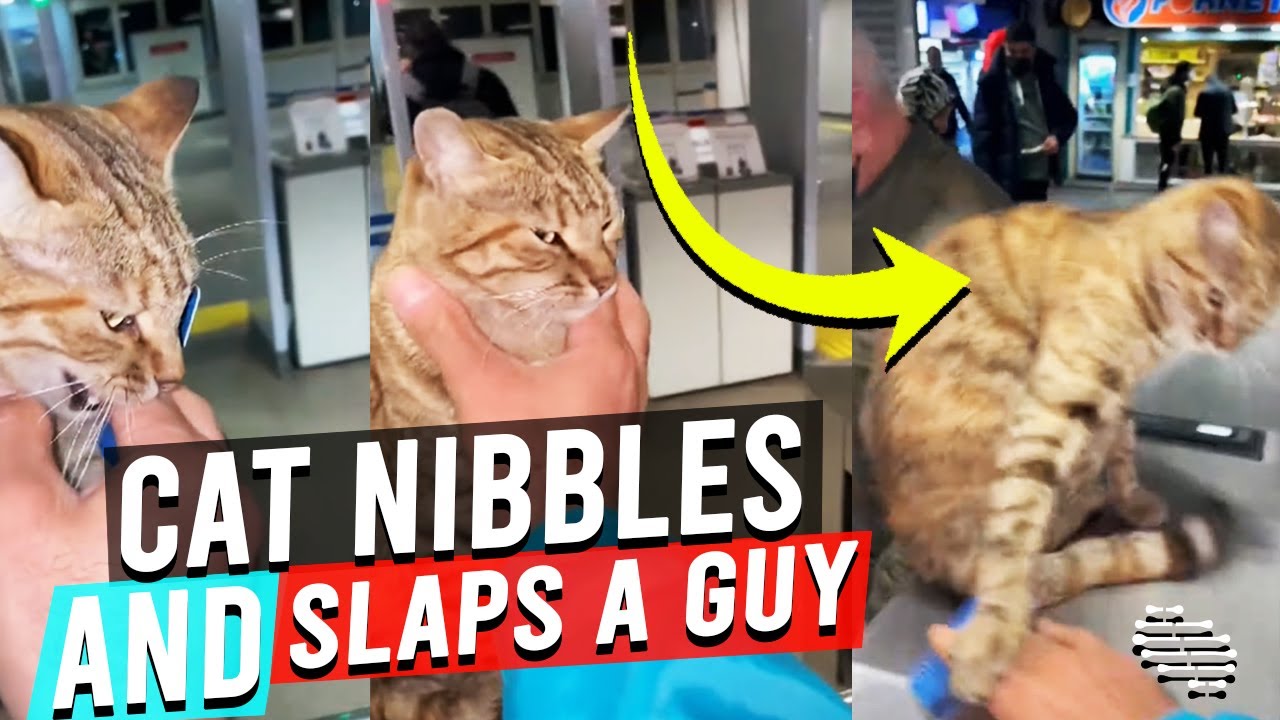 Cat Nibbles and Slaps a Guy’s Hand as It Sits on Top of the Ticket ...