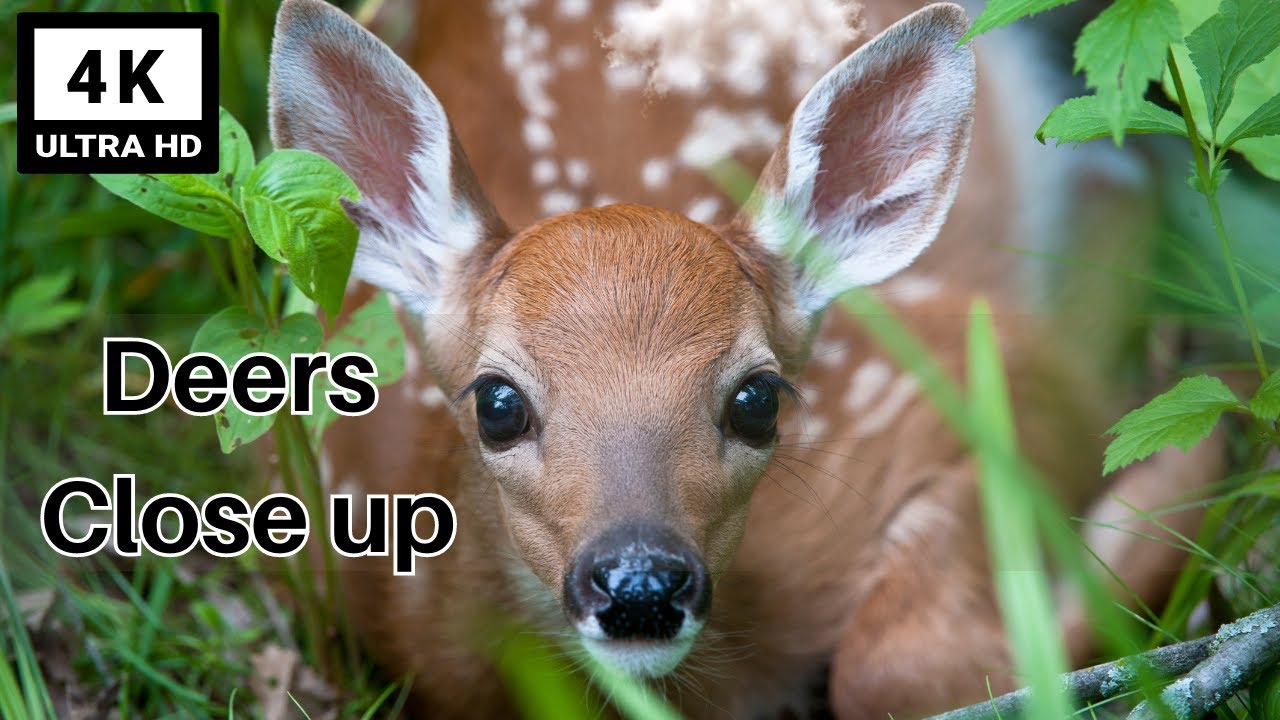 In Pursuit of Beauty: Deer Watching in 4K Ultra HD. #thehowtoacademy # ...