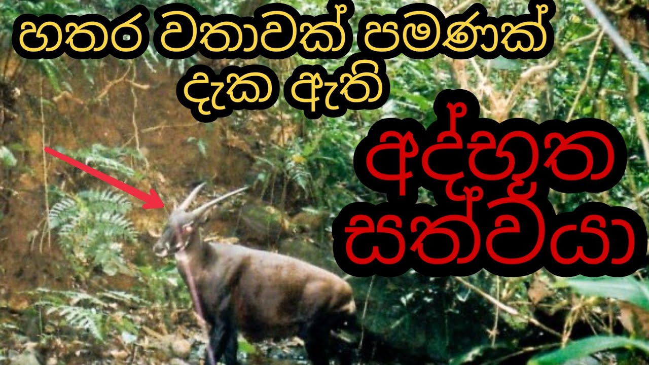 හතර වතාවක් පමණක් දැක ඇති අද්භූත සත්ත්වයා Saola Gonussa|ගෝනුස්සා - YouTube