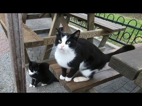 Two tuxedo cats envy each other at the park - YouTube