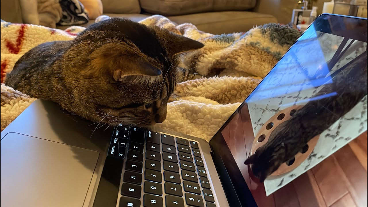 Cat Helps Edit His Own Youtube Video - YouTube