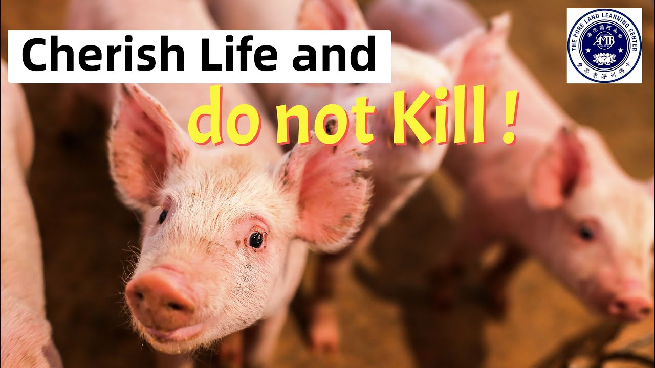 Cherish Life and do not Kill Animals—part 4 - YouTube