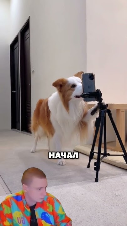 Собачий дом за миллион 🐕💰 - YouTube