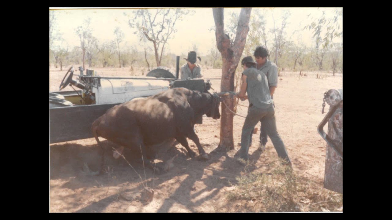 Bullcatching slide show - YouTube