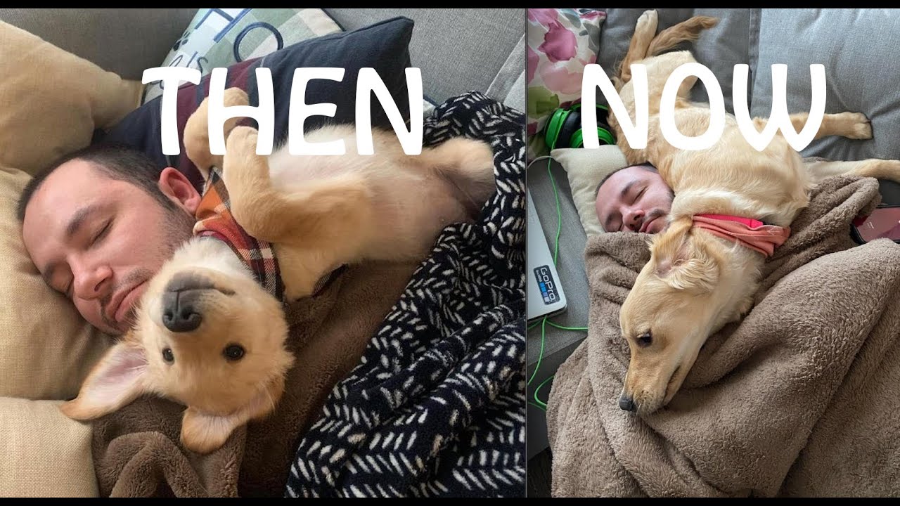 7 Months in 7 minutes - Cute Golden Retriever Puppy - YouTube