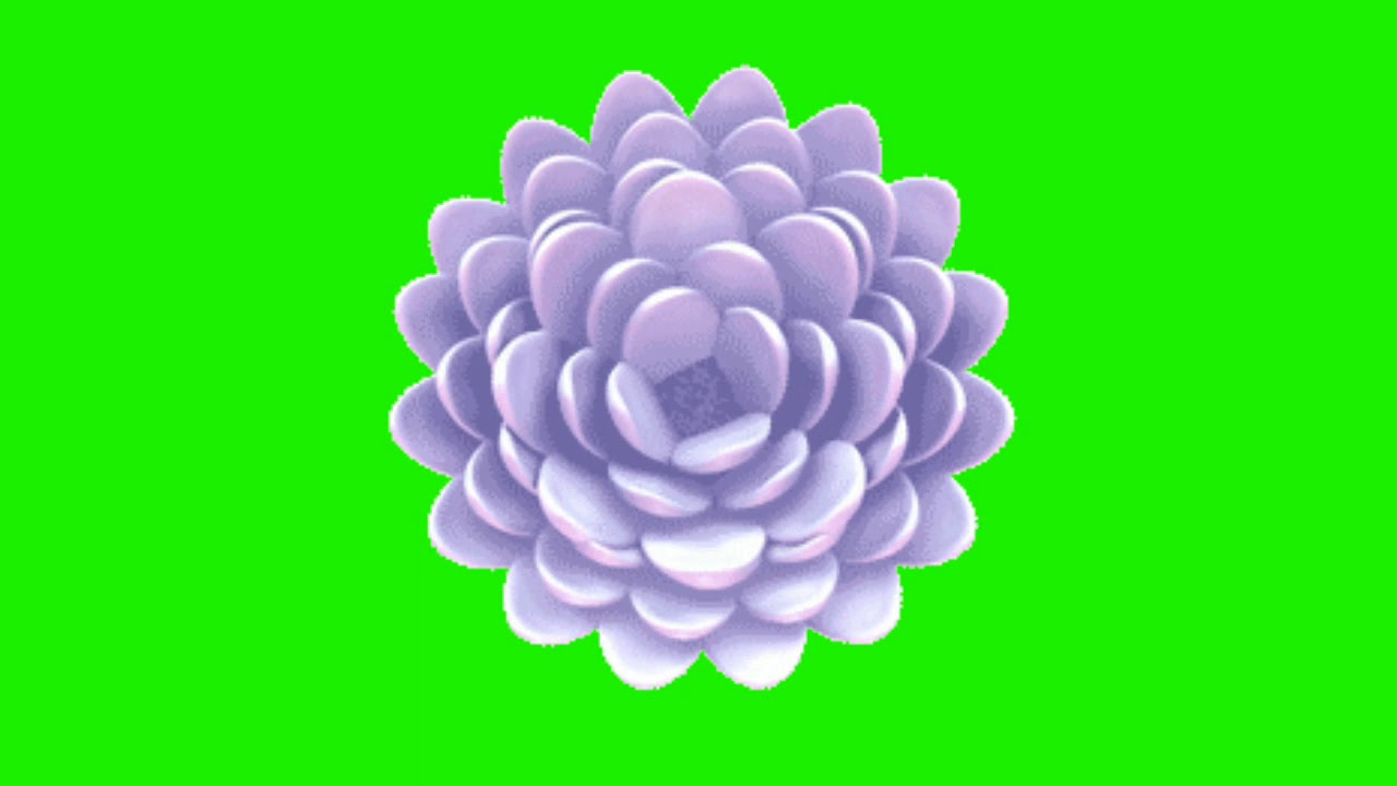 Flowers green screen video/lotus/kamal Green Screen Video Effect - YouTube