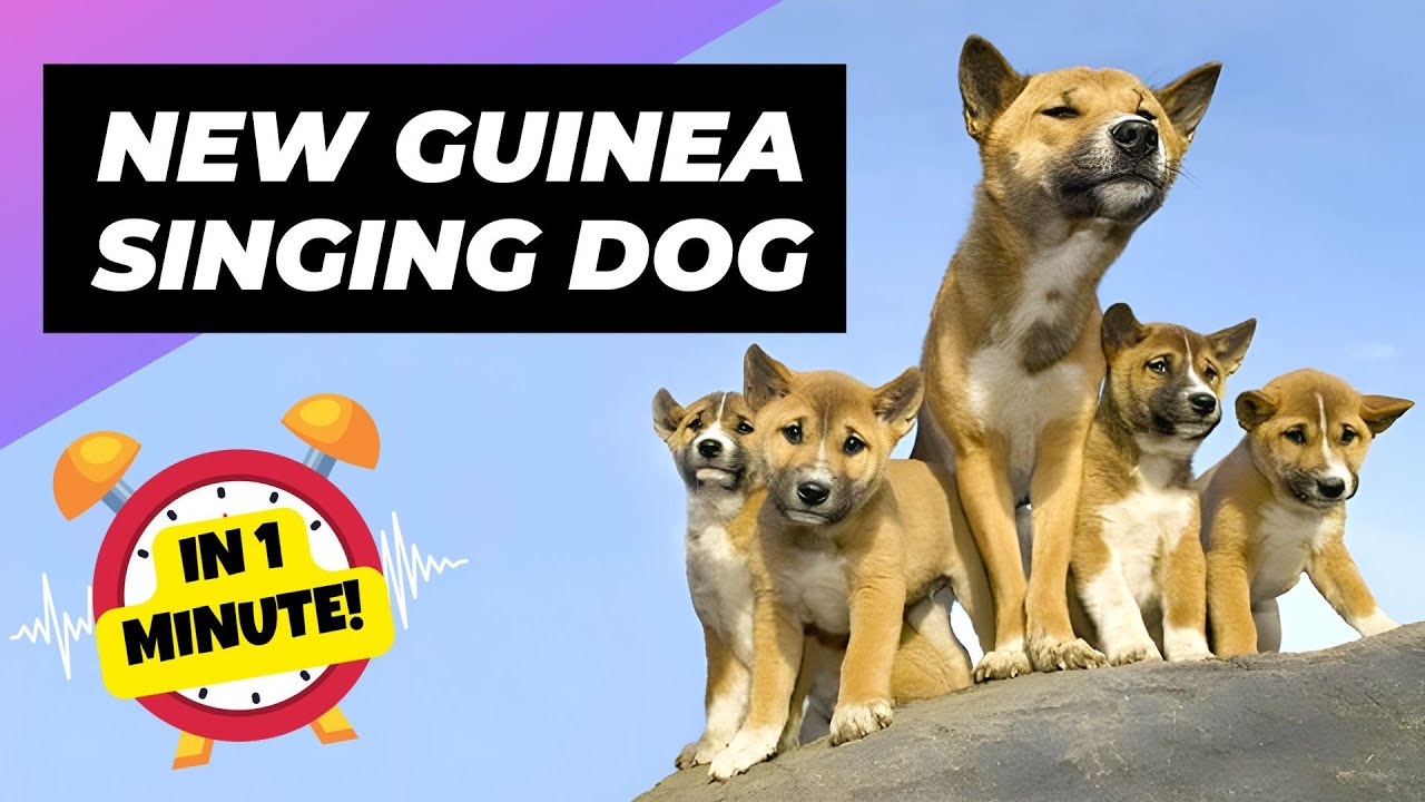 New Guinea Singing Dog 🦊 A Wild Dog You Didn't Know Existed | 1 Minute Animals - YouTube