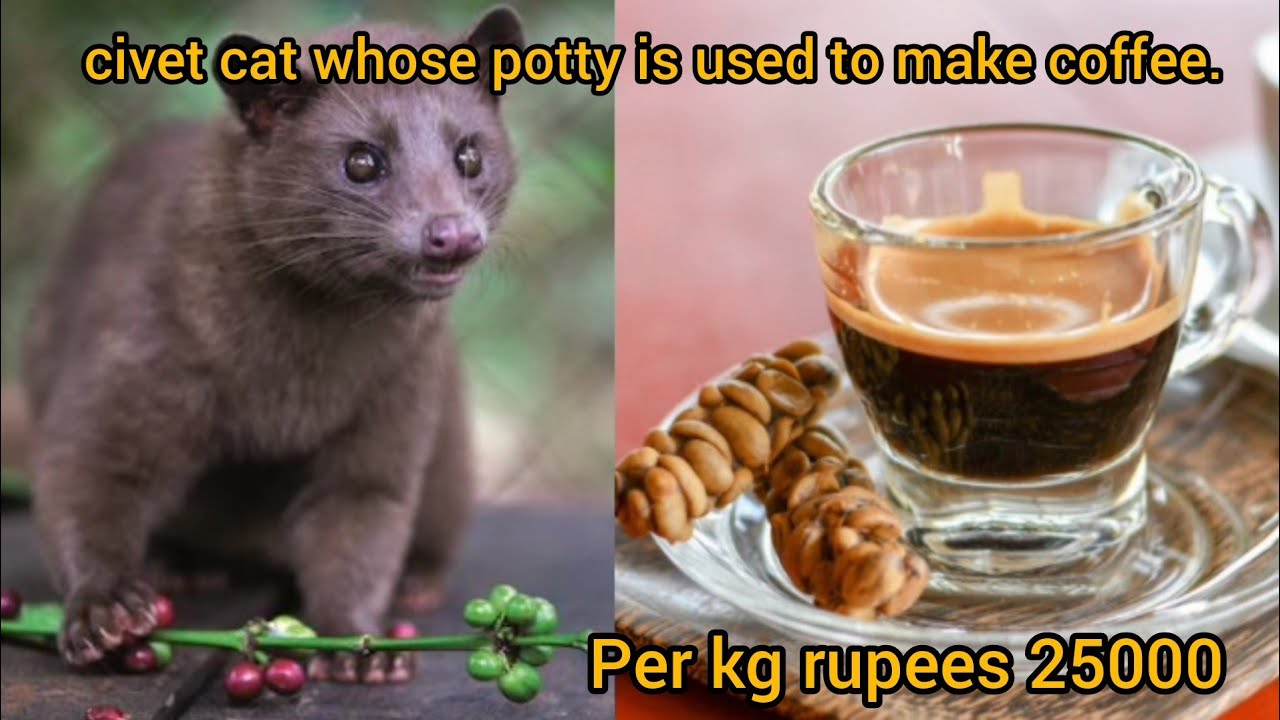 civet cat 😳attacked by wild cat जंगली बिल्ली का हमला फिर क्या हुआ ...