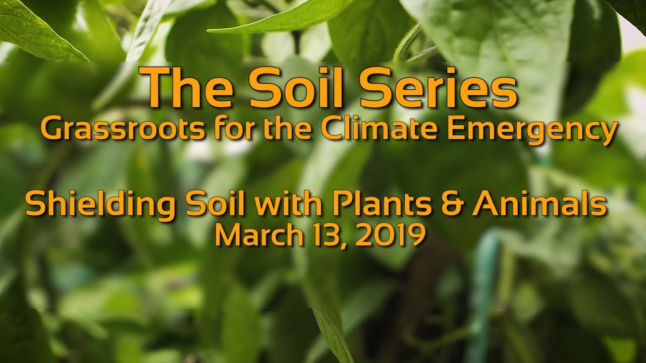 The Soil Series - Shielding Soil with Plants and Animals - YouTube