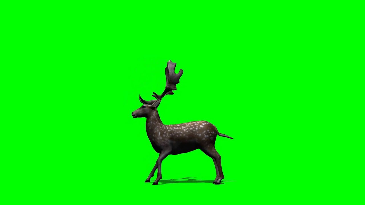 agressive Deer on green screen - free green screen - free use - YouTube