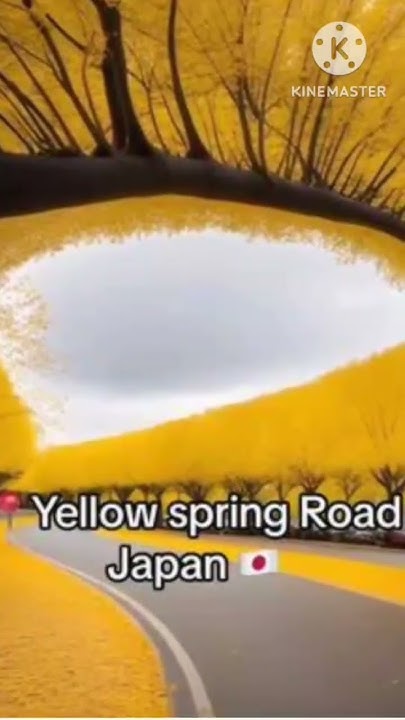 yellow spring road in Japan 🗾 very beautiful plant ☘️ - YouTube