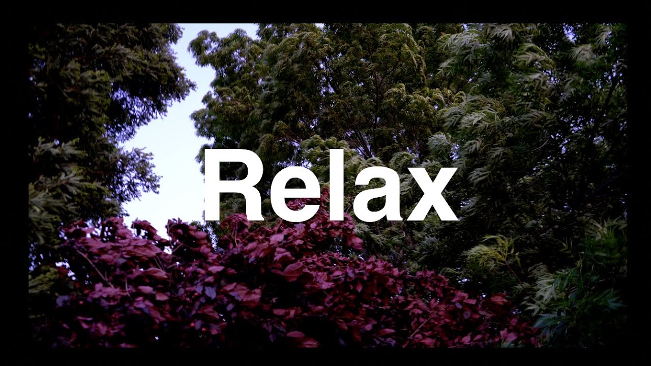 4K Relaxing Trees Swaying in Wind | AMBIENT MUSIC - YouTube