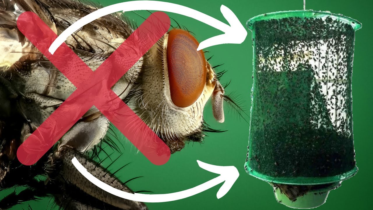 Best Reusable House Fly Trap Net | No Need For Homemade Fly Traps With ...