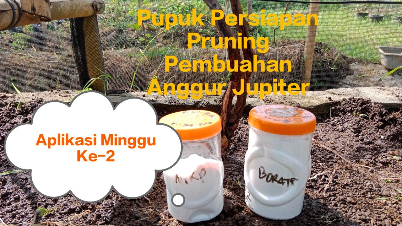 Pupuk Persiapan Pruning Pembuahan Anggur Jupiter Sistem Trelis Minggu ...
