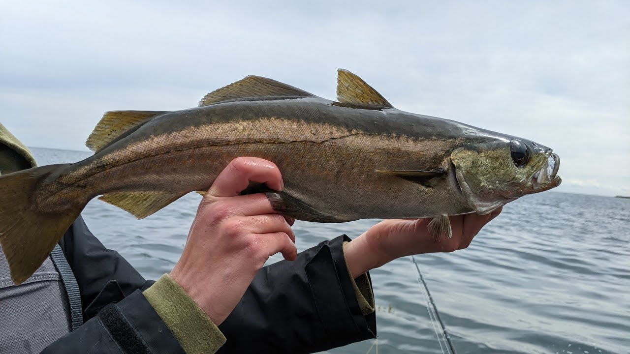 Lure Fishing for Pollack - Kayak Sea Fishing - YouTube