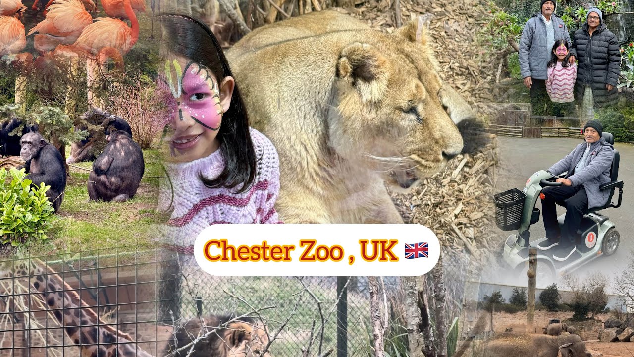 Chester Zoo | 30,000 animals, 128 Acer 🥰| largest zoo | 4K #chesterzoo ...