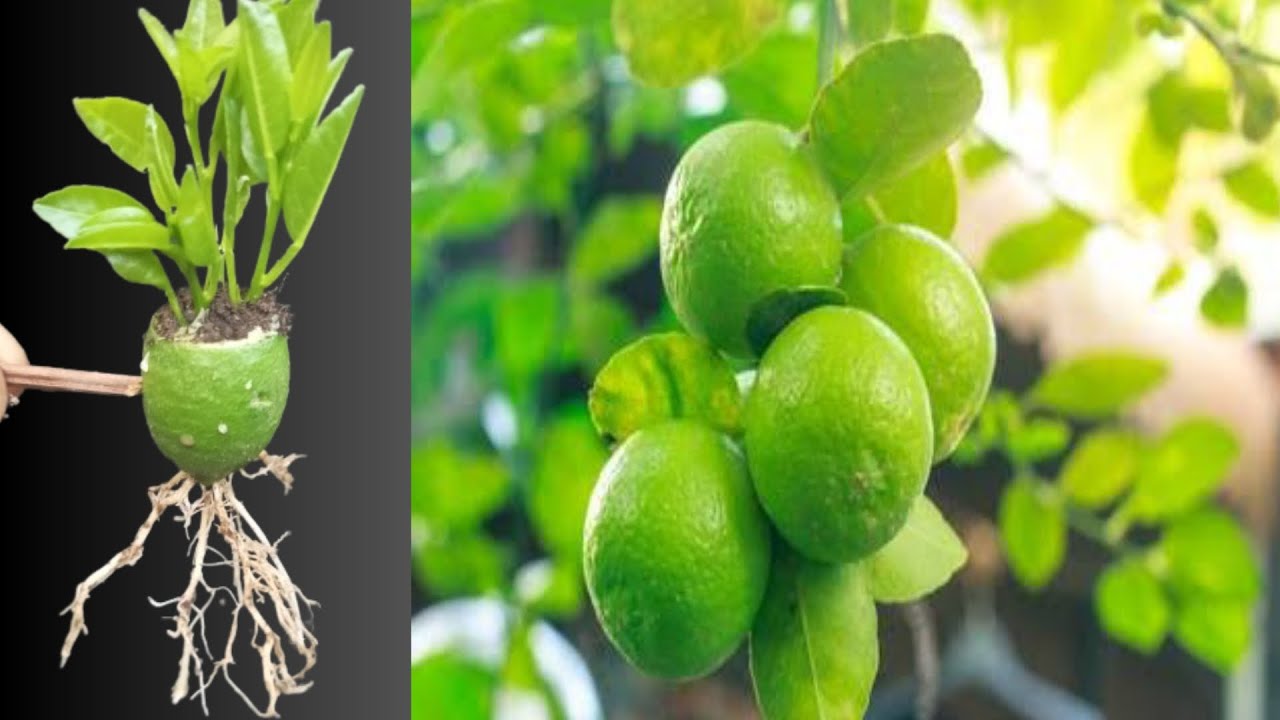 Tips for growing lemon tree from lemon for beginners, How to grow lemon ...