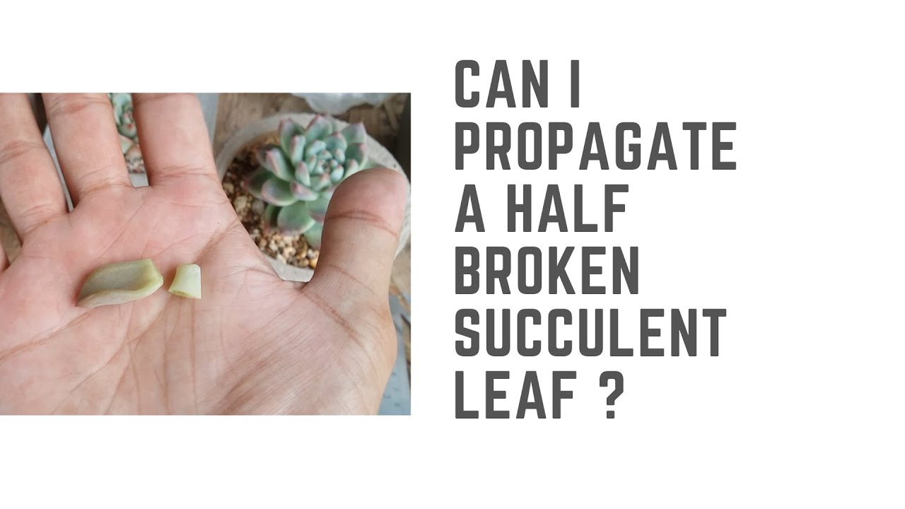 || SUCCULENT FAQ 2 || CAN I PROPAGATE A HALF BROKEN SUCCULENT LEAF ...