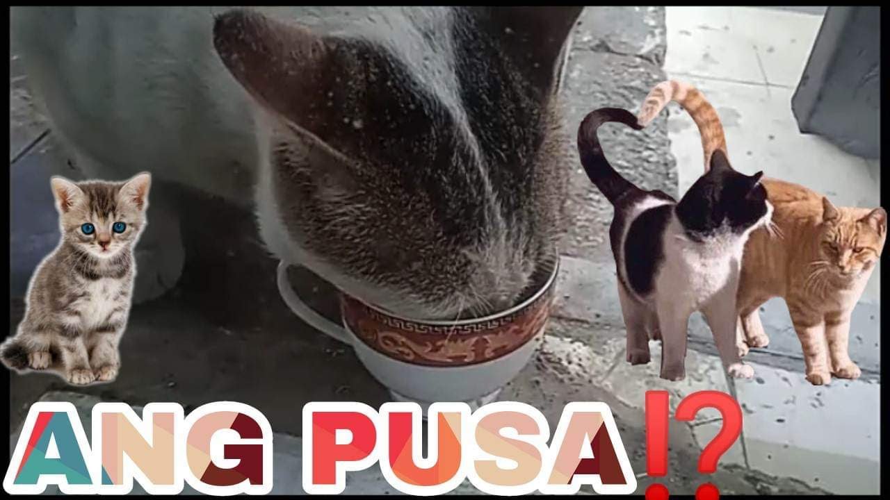 GANITO PALA ANG PUSA⁉️ - YouTube