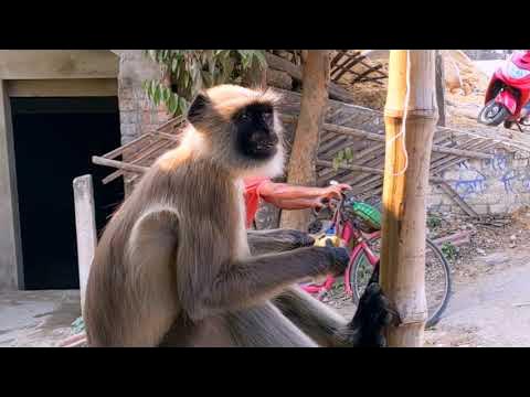 langur eating food.What do monkeys eat in India. - YouTube