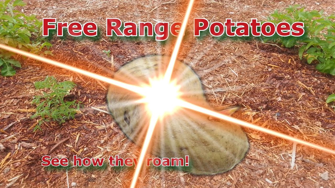 Roaming Potatoes - YouTube