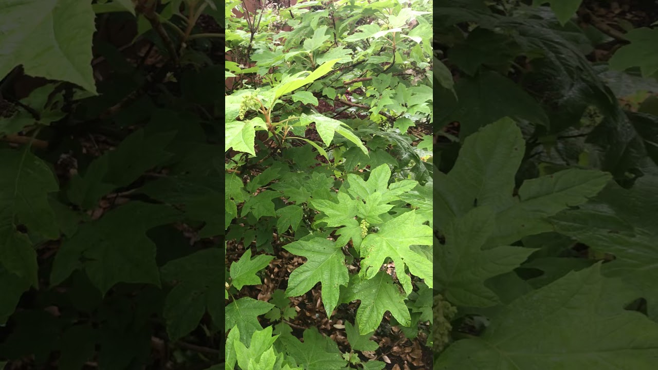 How to treat rust on oak-leaf hydrangeas - YouTube