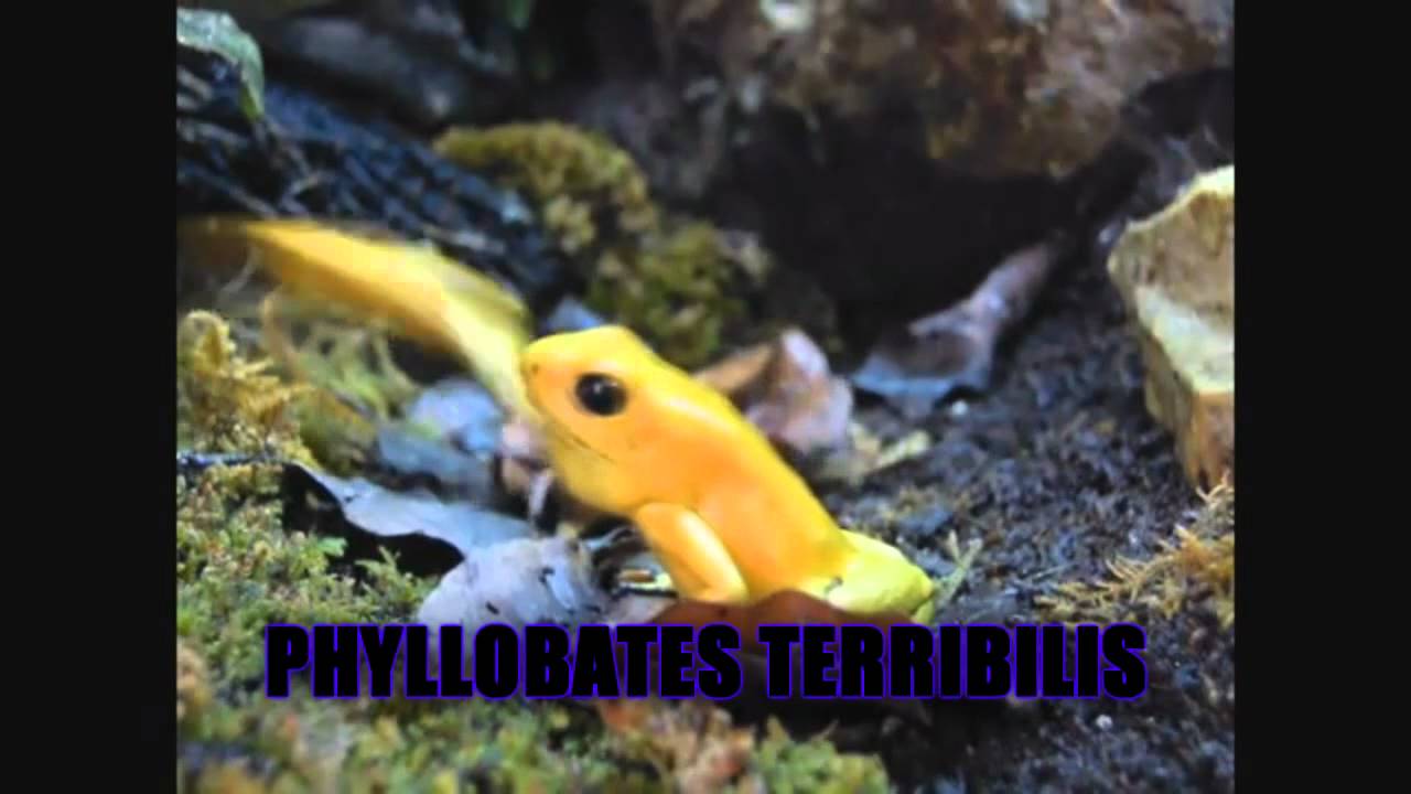 Dendrobates "Le rane velenose" ITA {HD} - YouTube