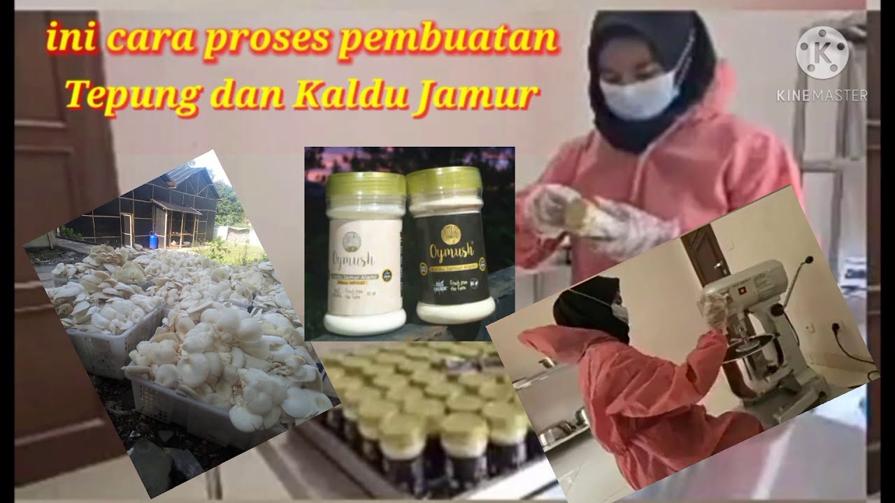 cara proses pembuatan tepung dan kaldu jamur - YouTube