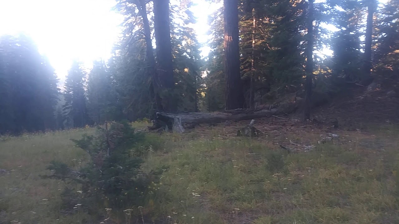 Deer hunting D8 2019 - YouTube