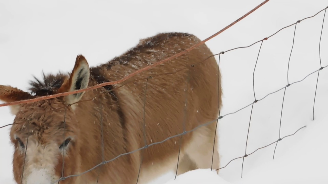 Oreo and Marlin Donkey Duo - YouTube