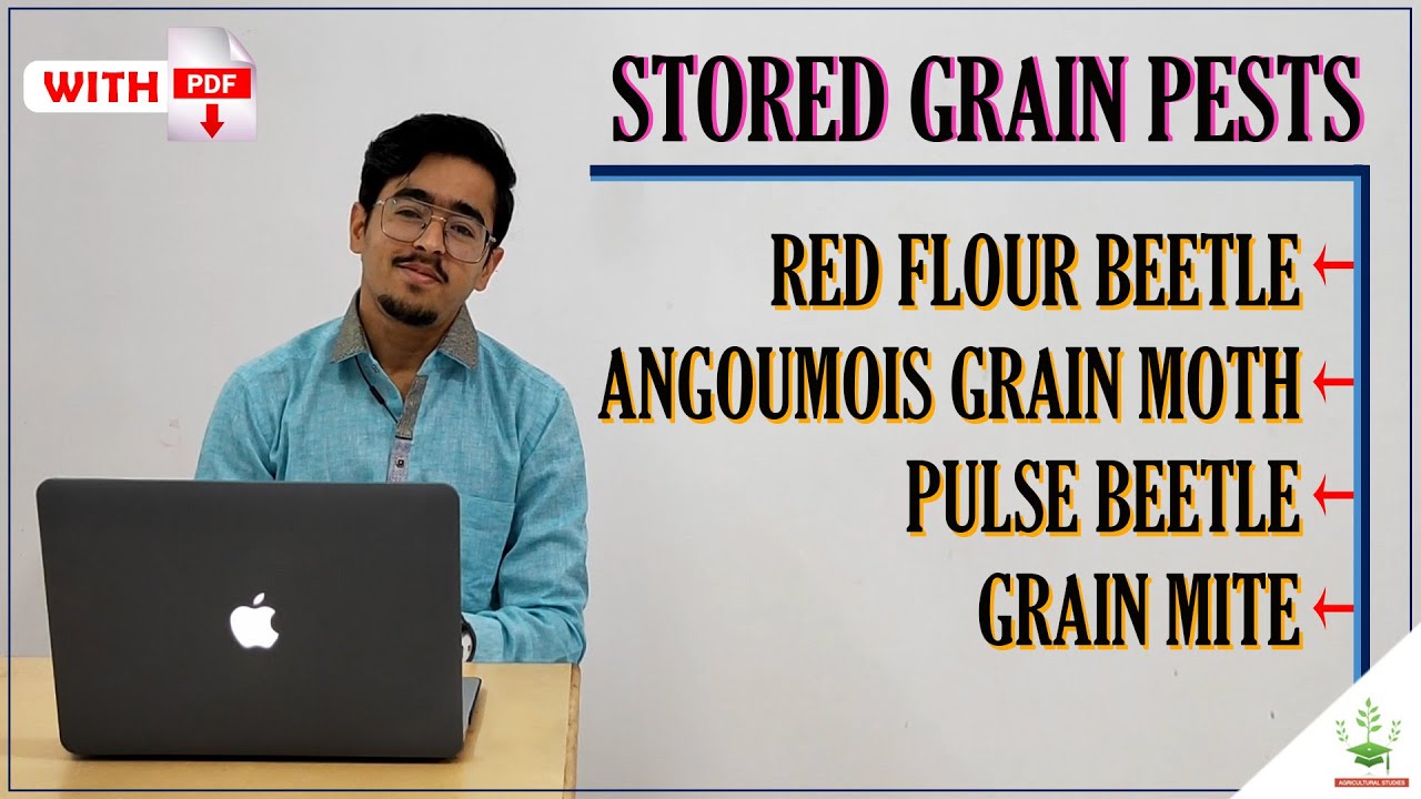 STORED GRAIN PESTS - RED FLOUR BEETLE, ANGOUMOIS GRAIN MOTH, PULSE ...