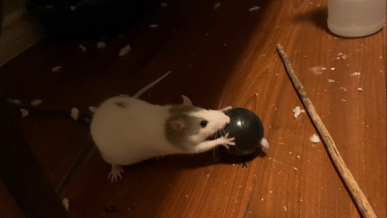 rat levels are off the ratting charts - YouTube