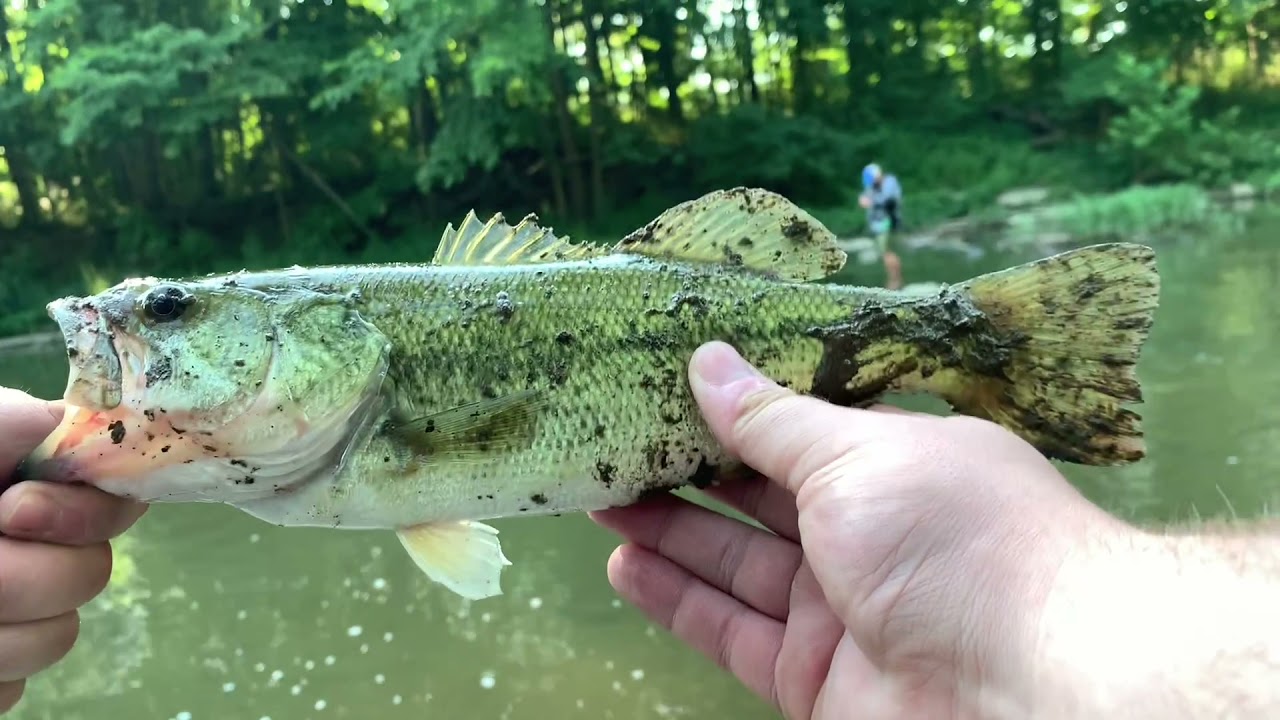 Olentangy River Black Bass fishing (Ohio Small mouth) - YouTube