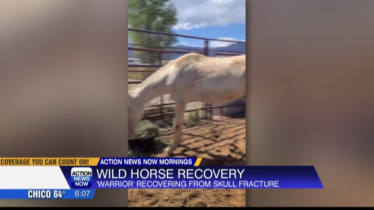 Wild horse recovering from traumatic head injury - YouTube