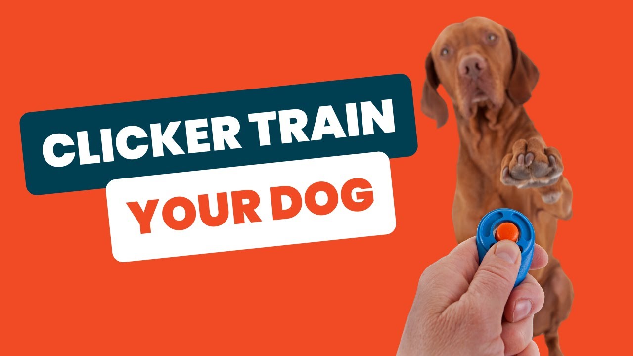 Clicker Training for Dogs: The Secret to Amazing Communication (and Fun ...