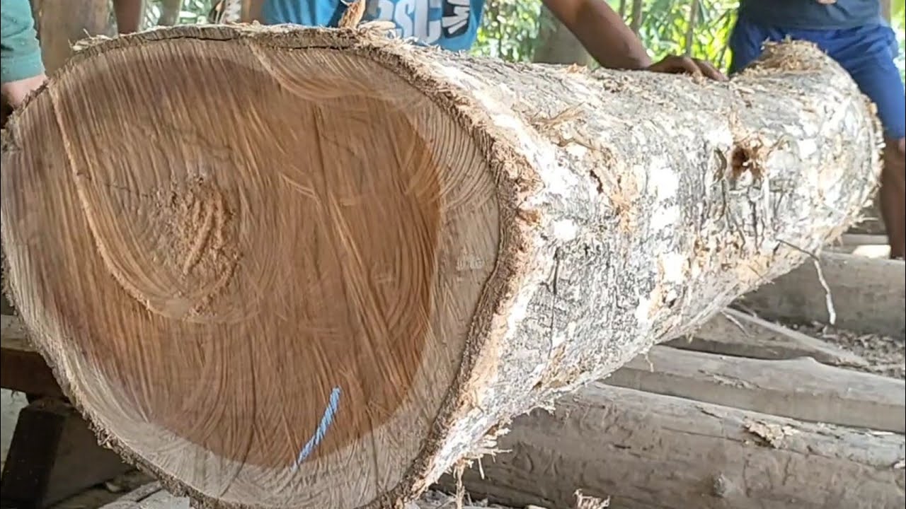 pemotongan kayu jati lokal proses pembuatan bahan balok papan ...