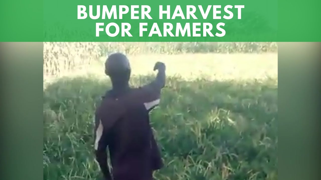 Bumper Harvest For Farmers - YouTube