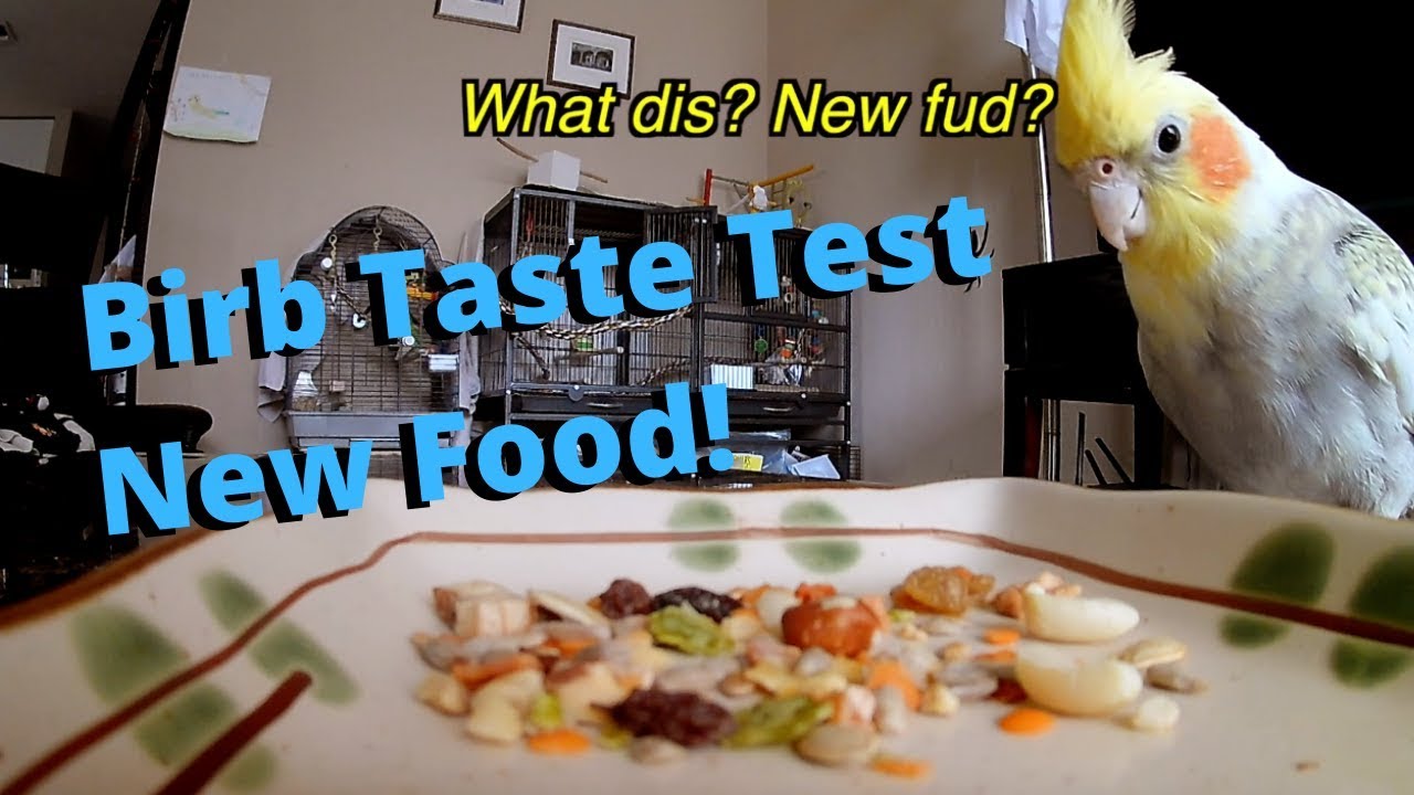 Fun Birb Taste Test - New Food! - Brown's Tropical Carnival Fruit & Nut ...
