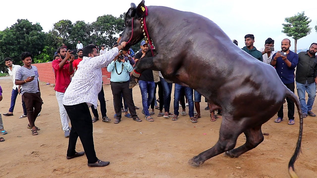 Hyderabad Sadar 2022 | Champian Bulls getting ready for Yadav Sadar ...
