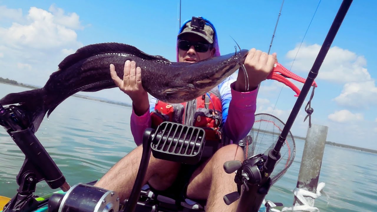 Catching a Whopper! My Catfish Adventure From The Kayak. - YouTube