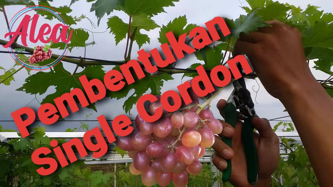 Pembentukan/Pemangkasan Sistem Single Cordon Pohon Anggur Alea grape 🍇 ...