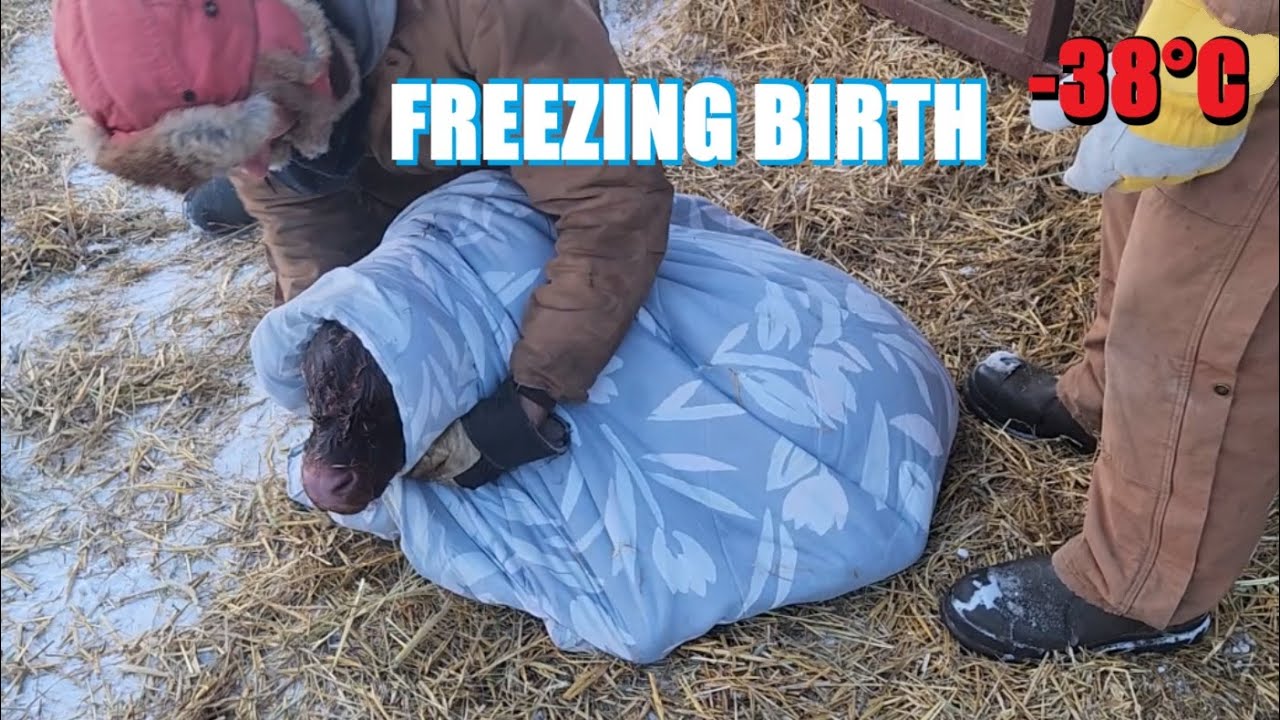 She BIRTHS FREEZING cold -38°C - YouTube
