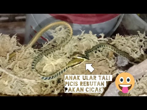Anak Ular Tali Picis Berebutan Makanan - Dendrelaphis Pictus - YouTube