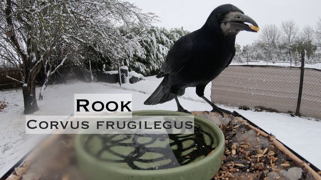 Vetési varjú | Rook (Corvus frugilegus) visiting the feeder for the ...