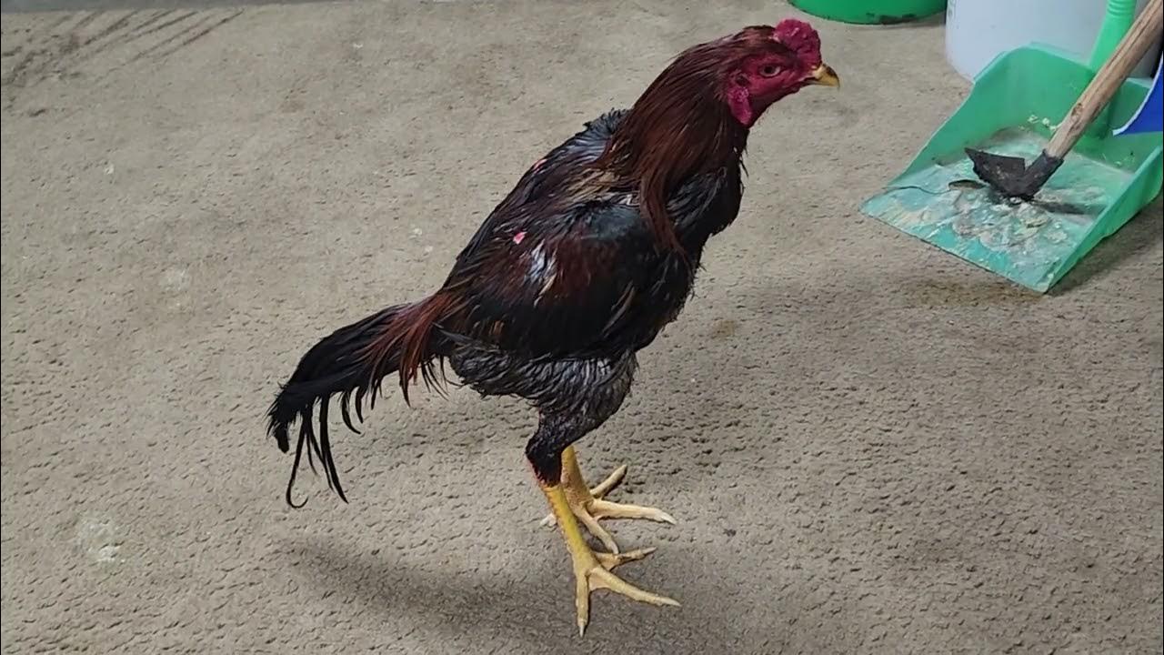 Update me nyuam qaib ej daug lub 9/18/24 tias loj lawm tshuav tsis ntev yuav tau saib. - YouTube