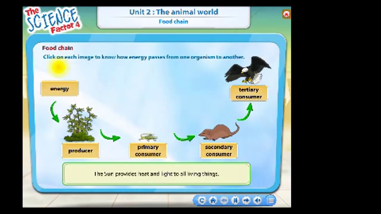 June 22 Food chain Class 4 - YouTube