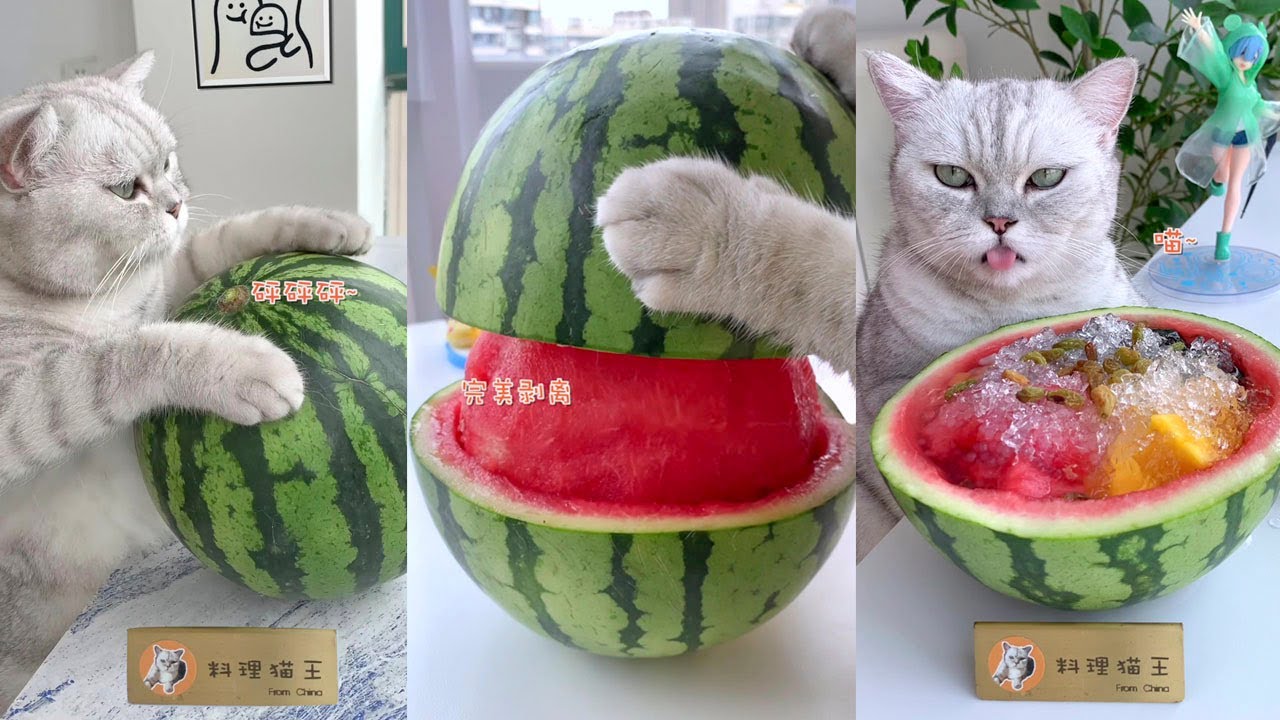 Have you eaten Iced Rice? | Watermelon Ice Glutinous Rice |Funny Cat ...