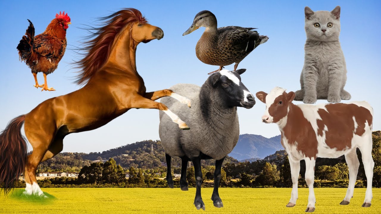 Farm Animals - Horse, Pig, Chicken, Cow, Duck, Sheep, Cat, Dog, Goat ...