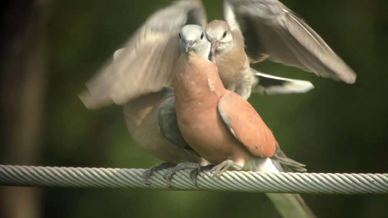 紅鳩餵食4K|Red Collared-Dove feeding - YouTube